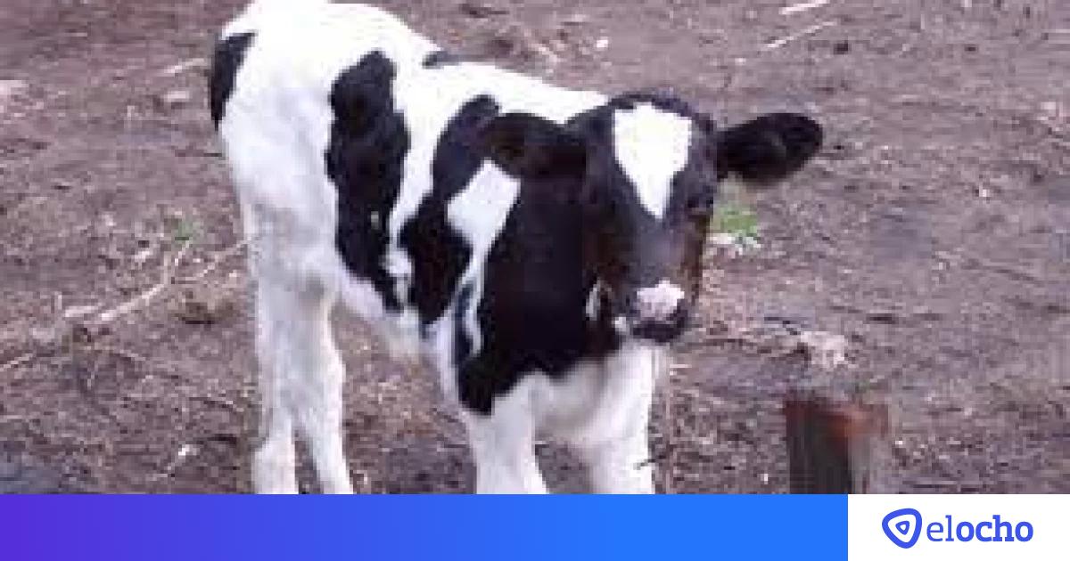Historia y foto viral: ternero nació con una “carita feliz” y cambió su ...